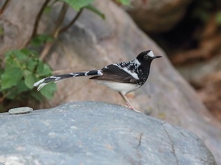 Spotted Forktail - Enicurus maculatus - Birds of the World