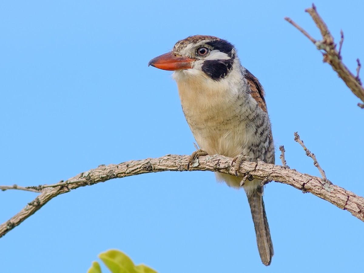 White-eared Puffbird - Nystalus chacuru - Birds of the World