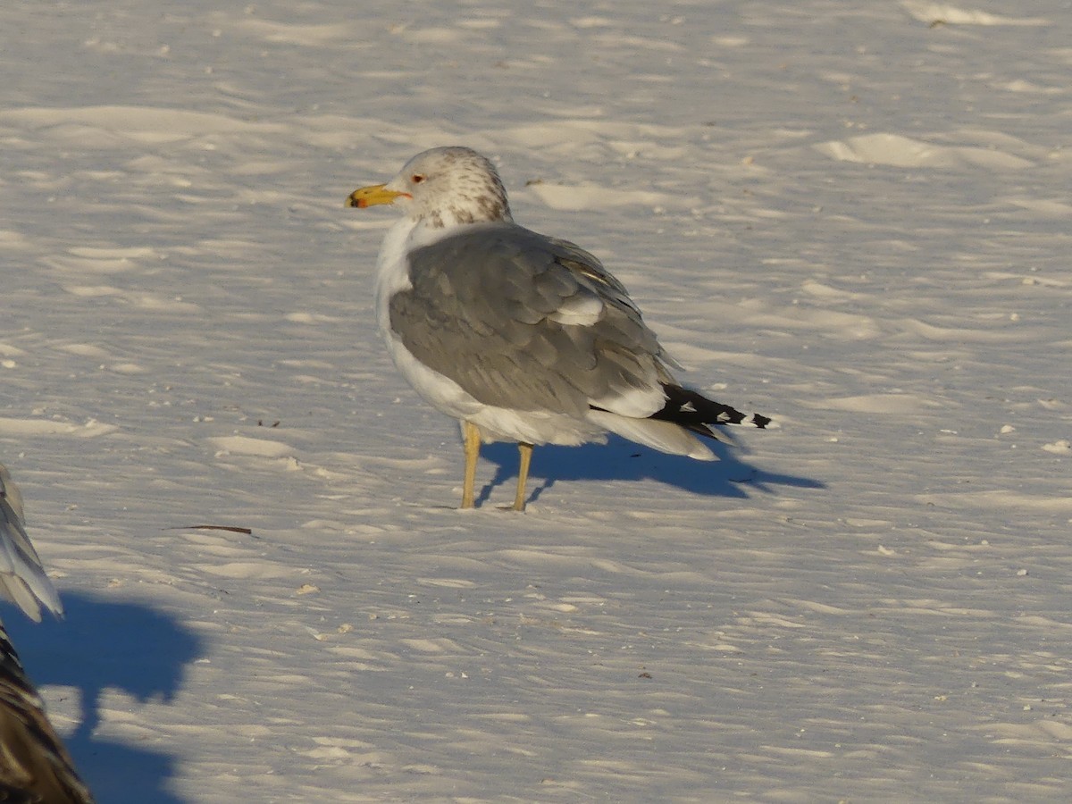 eBird Checklist - 20 Feb 2021 - Siesta Key Public Beach - 8 species