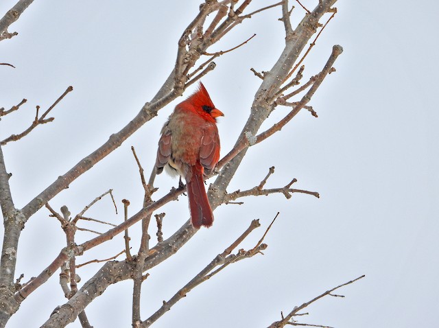 Photos - Northern Cardinal - Cardinalis cardinalis - Birds of the World