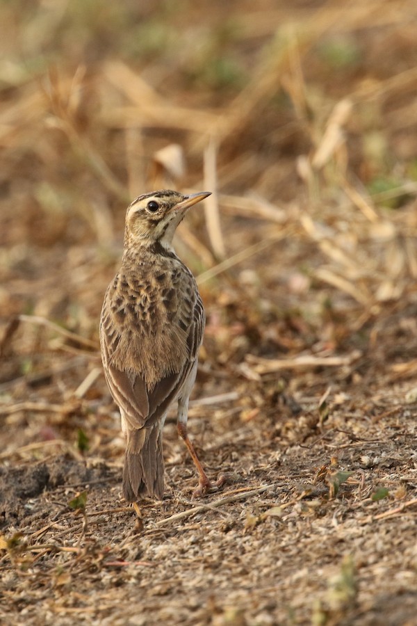 African Pipit (African) - eBird