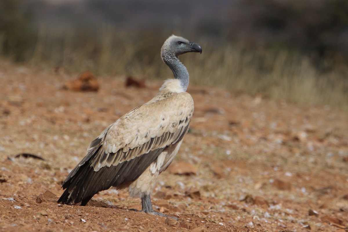 Cape Griffon - Gyps coprotheres - Birds of the World