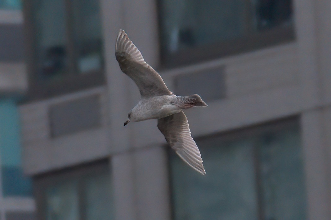eBird Checklist - 20 Feb 2021 - Riverside Park South--Pier i, W 70th ...