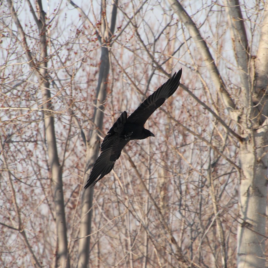 crow/raven sp. - eBird