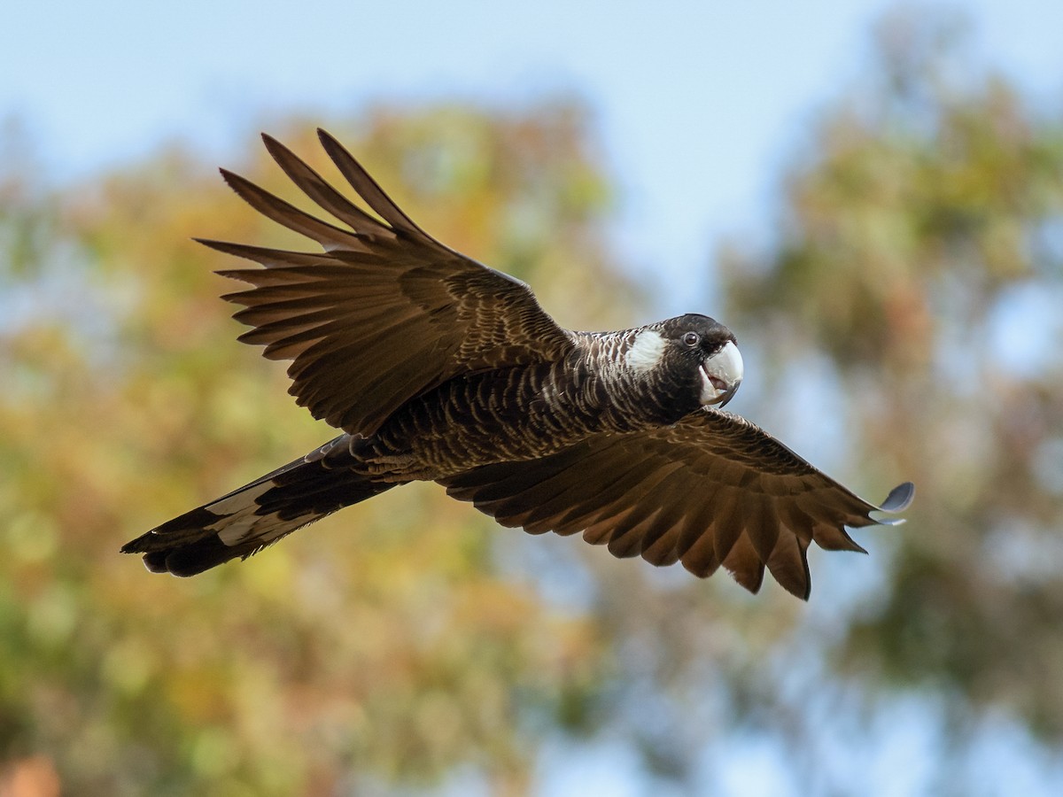 Baudin's Black-Cockatoo - Zanda baudinii - Birds of the World