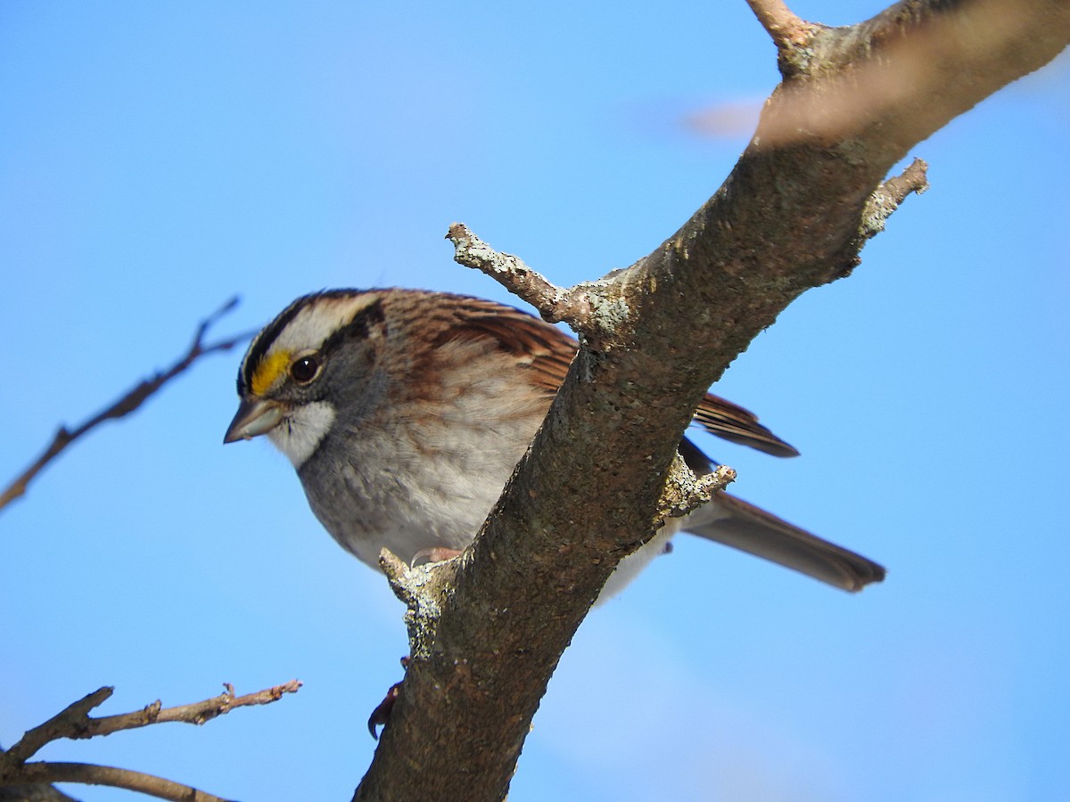 Mass Audubon eBird Checklist - 21 Feb 2021 - Stony Brook Wildlife ...