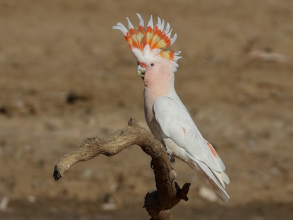 Pink Cockatoo - Cacatua leadbeateri - Birds of the World