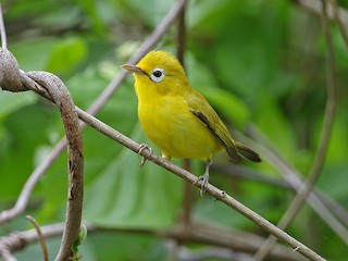 Lemon-bellied White-eye - Zosterops chloris - Birds of the World