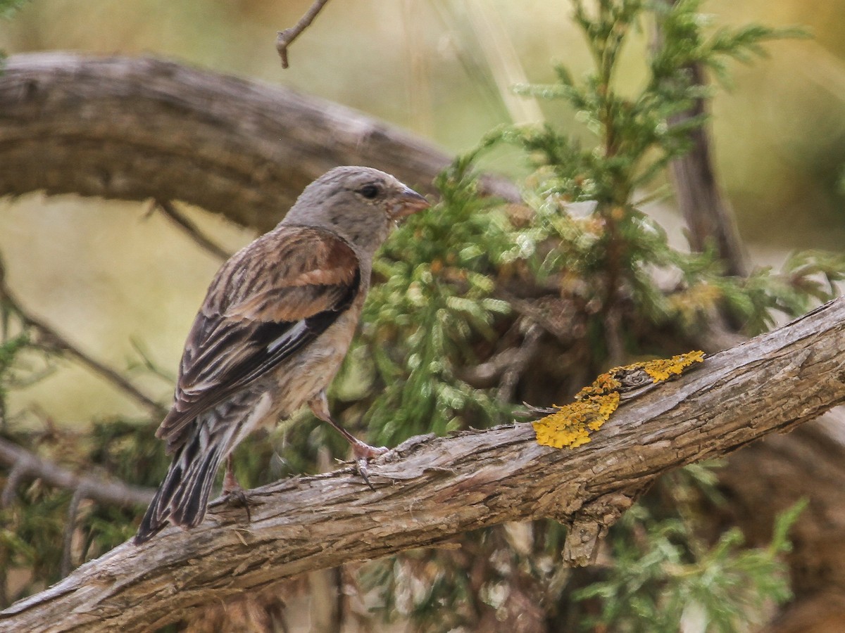 Yemen Linnet - Linaria yemenensis - Birds of the World