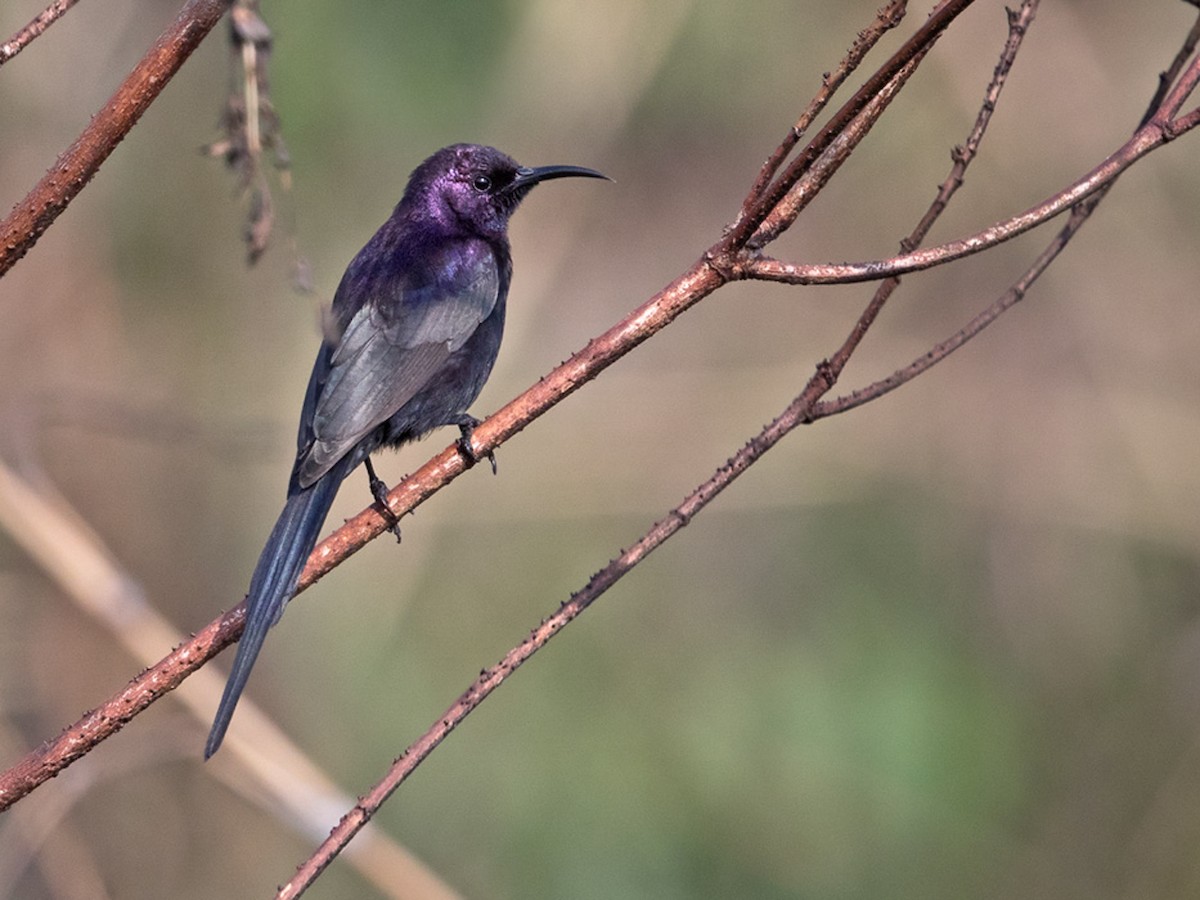 Bocage's Sunbird - Nectarinia bocagii - Birds of the World