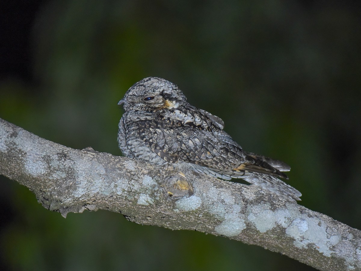 Jungle Nightjar - Caprimulgus indicus - Birds of the World