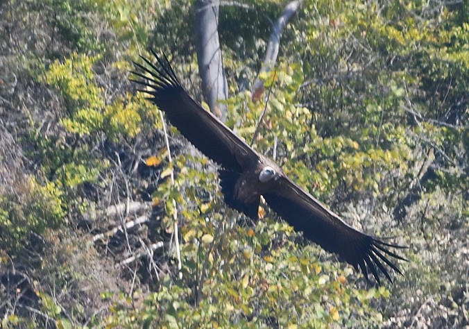 eBird Checklist - 21 Feb 2021 - Chakki more-bhoj nagar road,Himachal ...
