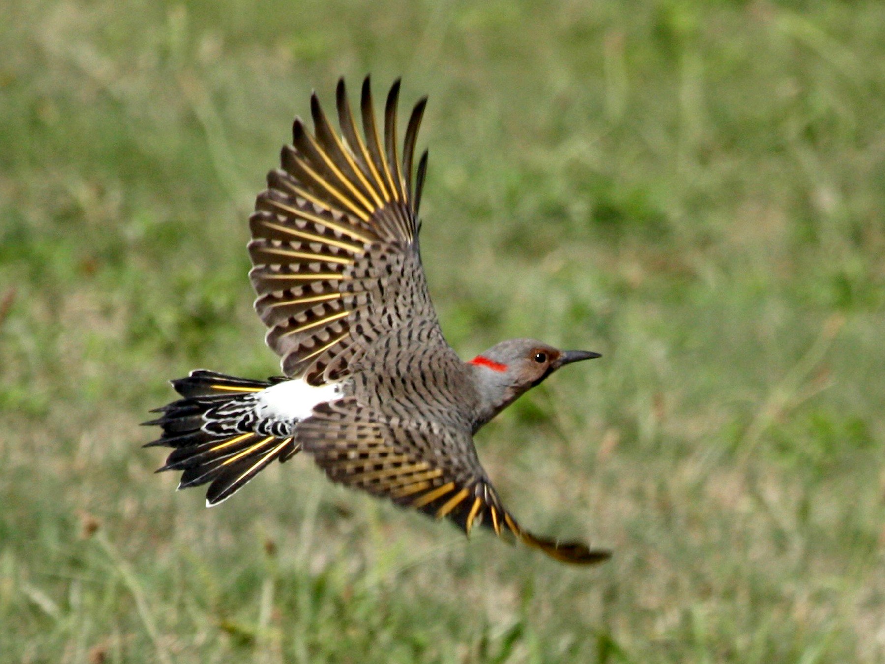 Northern Flicker - eBird