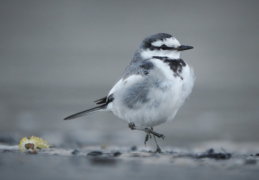 White Wagtail (Black-backed) - eBird