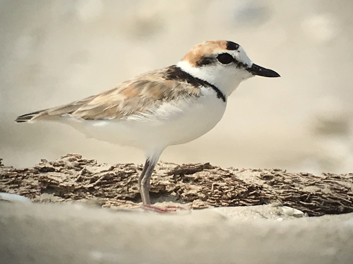 eBird Checklist - 31 Jan 2020 - Phak Bia Sandspit - 3 species
