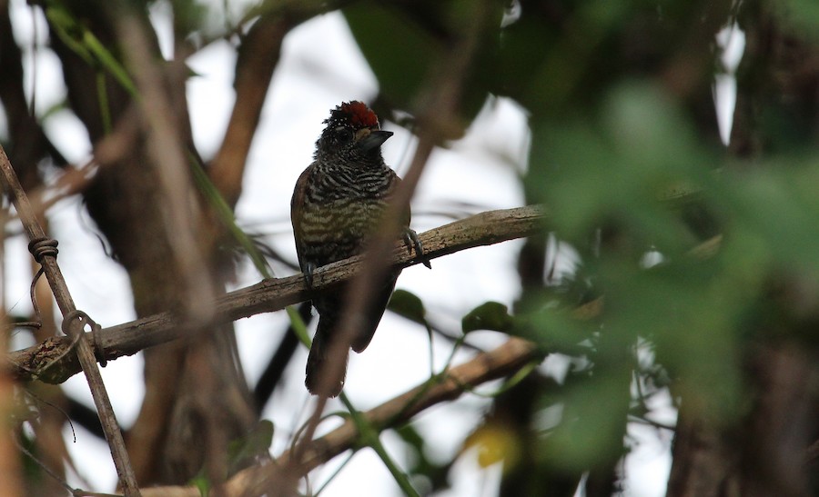 White-barred Piculet (Marajo) - eBird