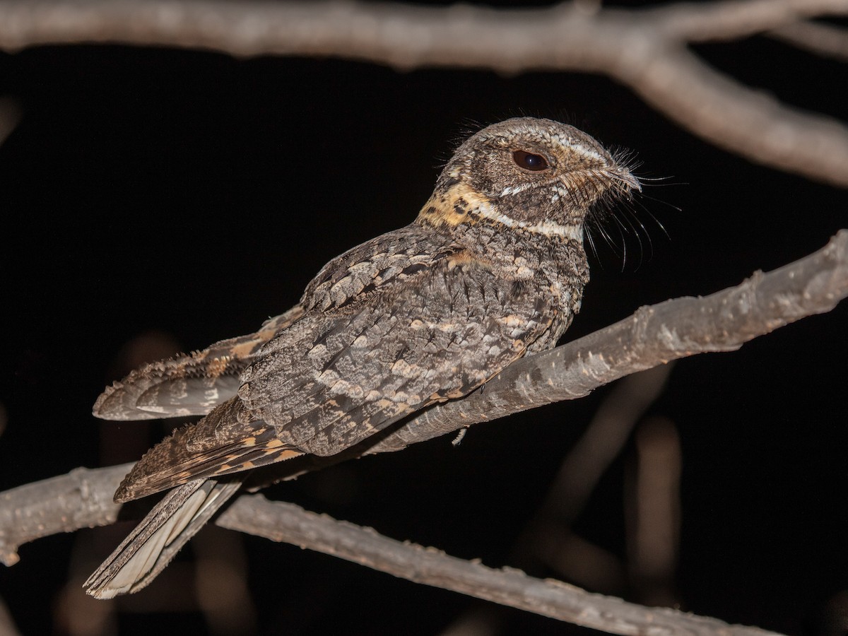 Buff-collared Nightjar - Antrostomus ridgwayi - Birds of the World