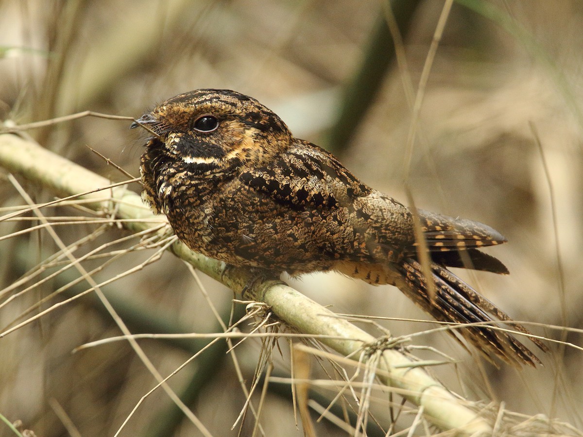 Silky-tailed Nightjar - Antrostomus sericocaudatus - Birds of the World
