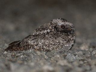 Common Poorwill - Phalaenoptilus nuttallii - Birds of the World