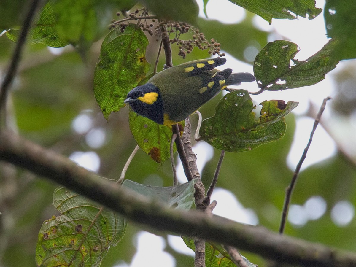 Tit Berrypecker - Oreocharis arfaki - Birds of the World