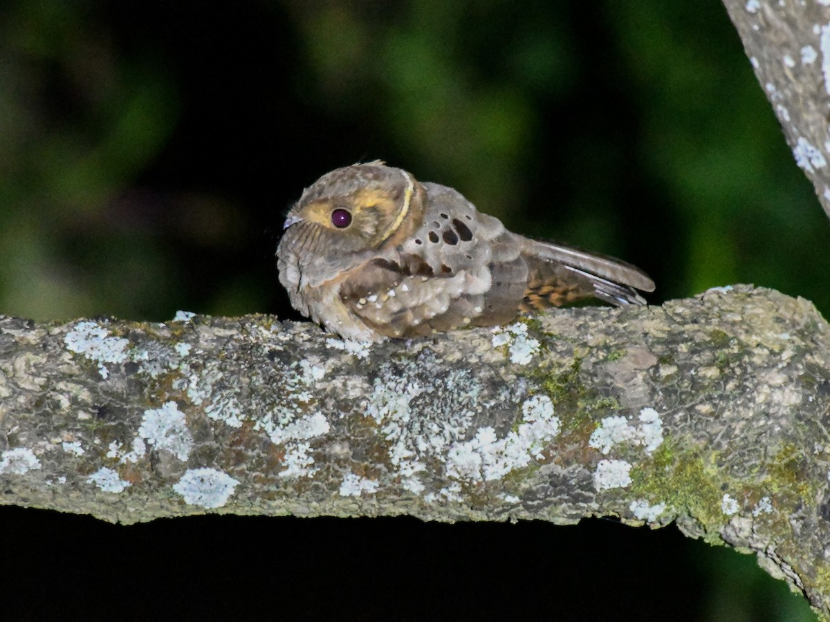 Eared Poorwill - Nyctiphrynus mcleodii - Birds of the World
