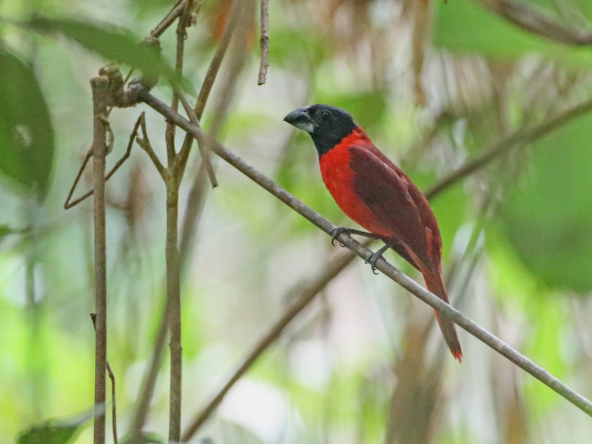 Red-and-black Grosbeak - Periporphyrus erythromelas - Birds of the World