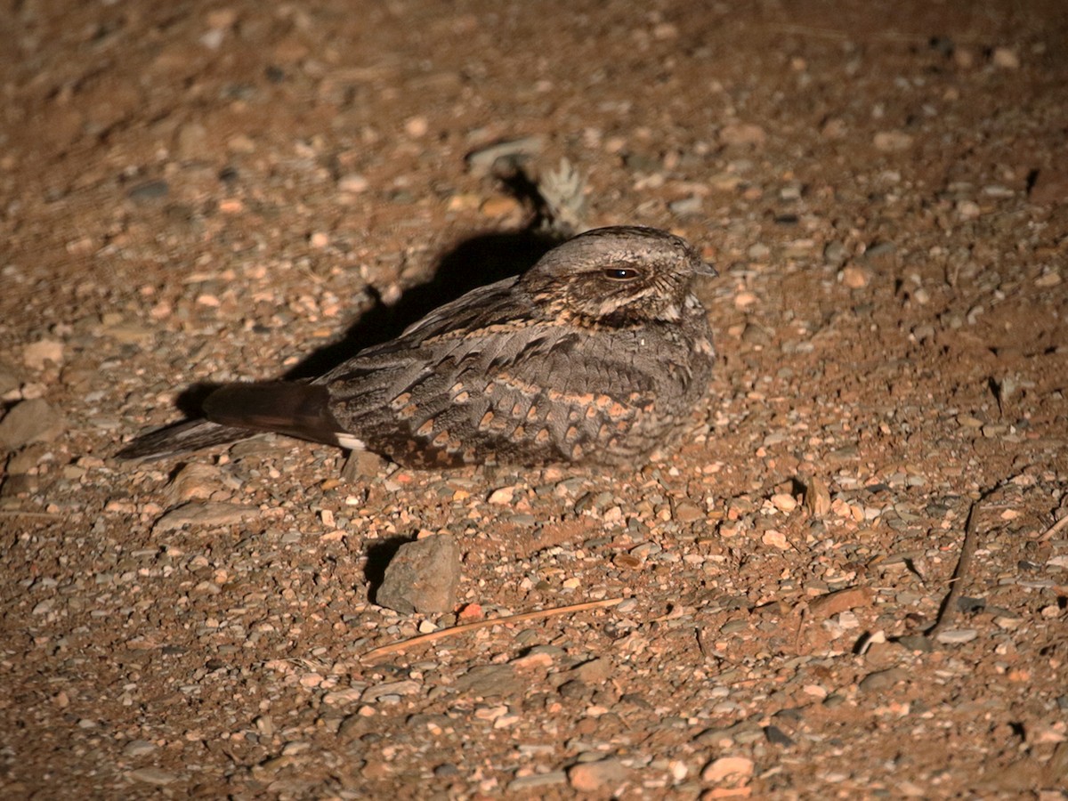 Rufous-cheeked Nightjar - Caprimulgus rufigena - Birds of the World