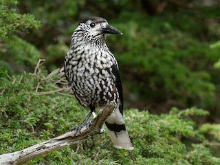 Northern/Southern Nutcracker - eBird
