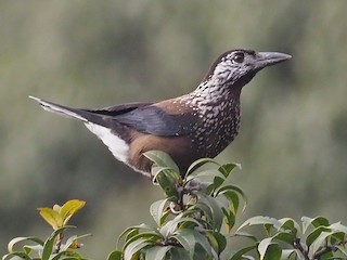 Northern/Southern Nutcracker - eBird