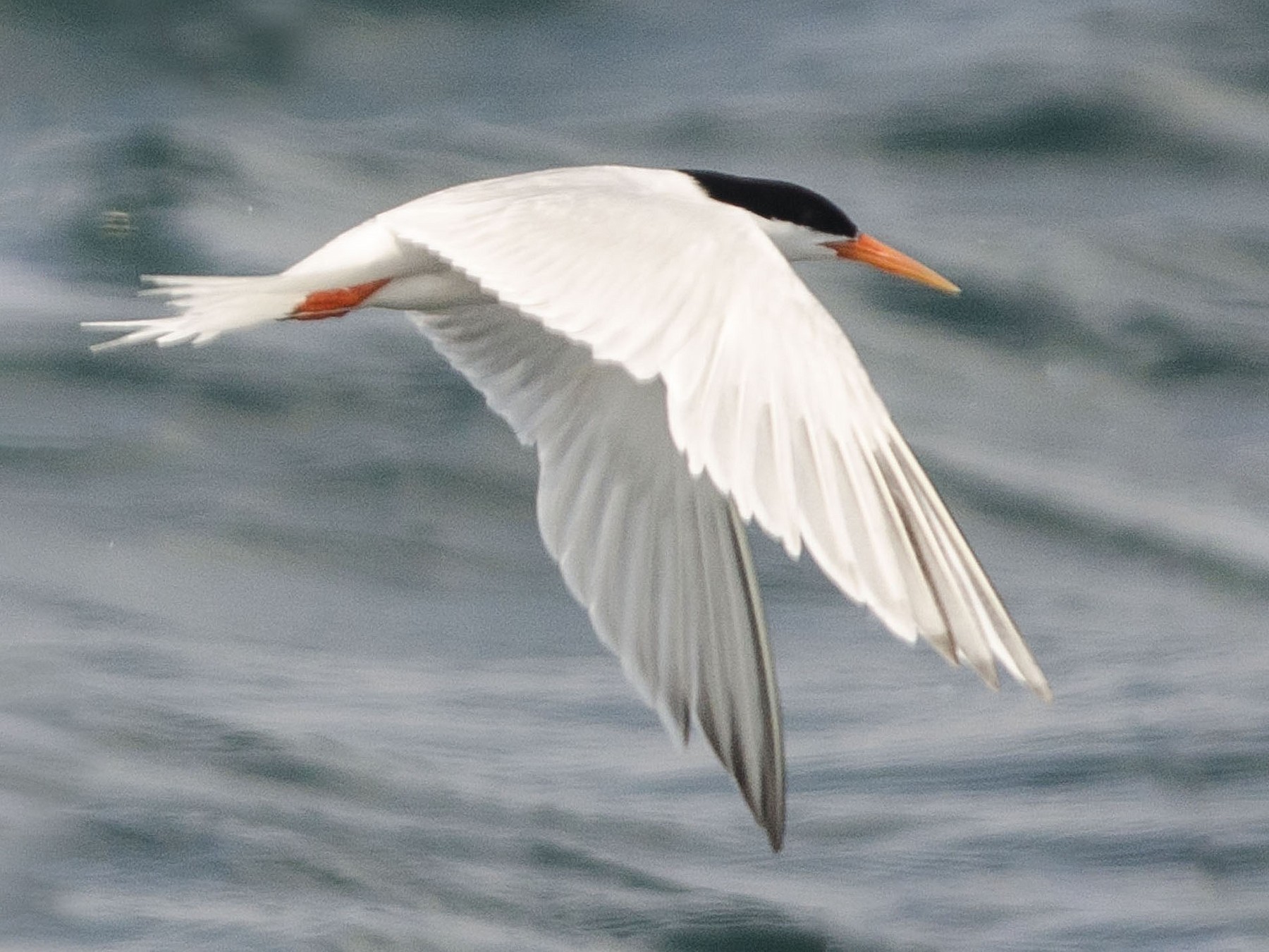 Roseate Tern - Mass Audubon eBird