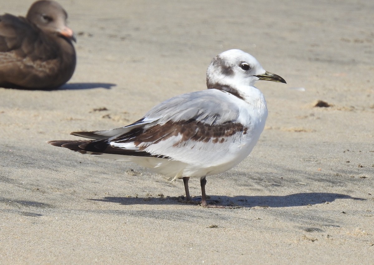 eBird Checklist - 23 Feb 2021 - Pomponio SB - 9 species (+2 other taxa)