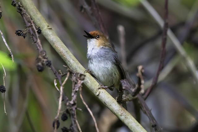 Photos - African Tailorbird - Artisornis metopias - Birds of the World