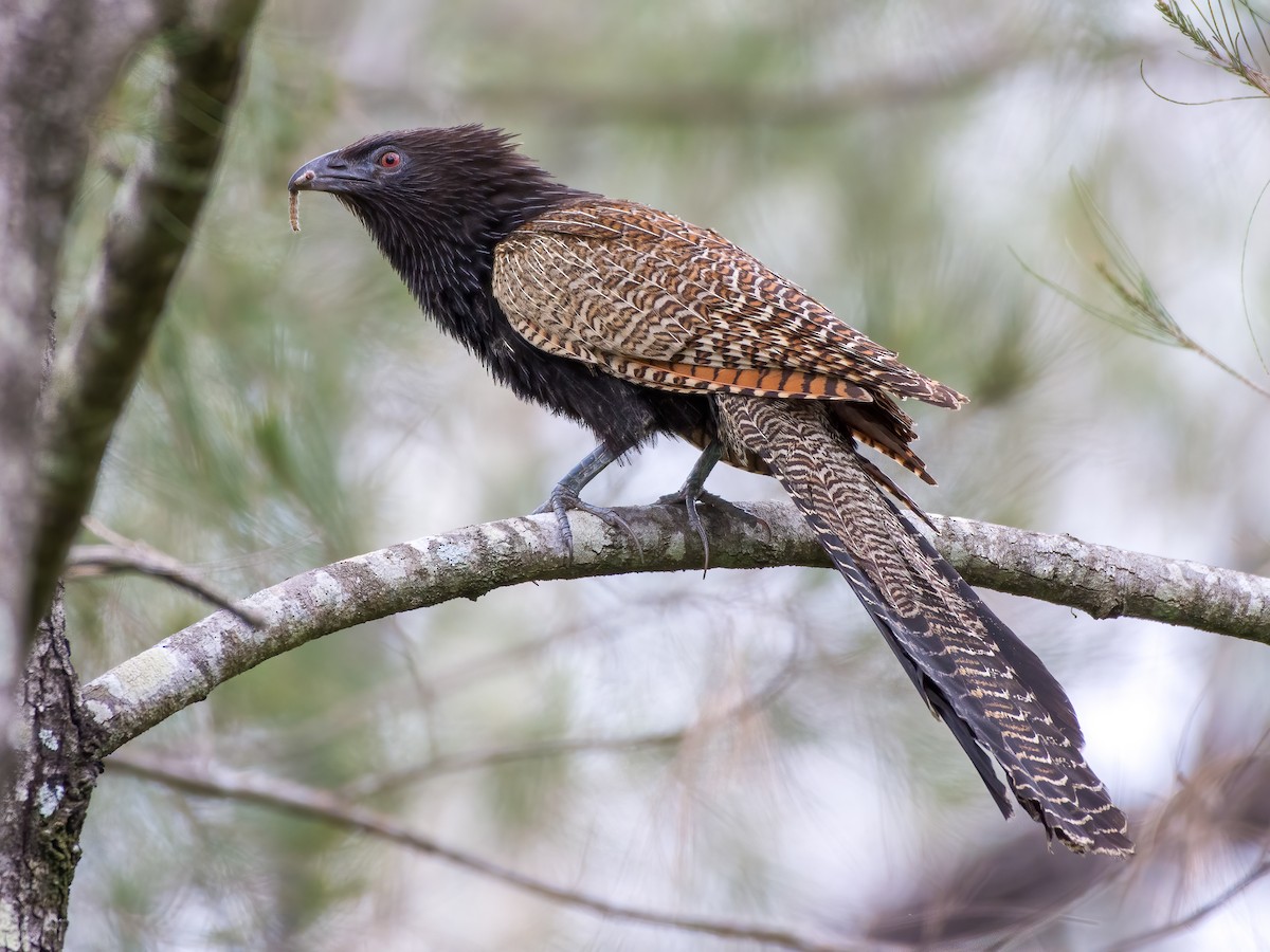 Pheasant Coucal - Centropus phasianinus - Birds of the World