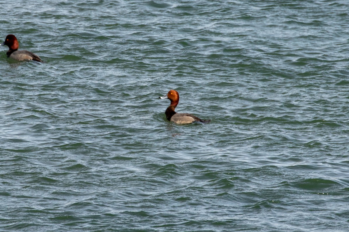 eBird Checklist - 14 Feb 2021 - Palo Verde Ecological Reserve - 97 ...