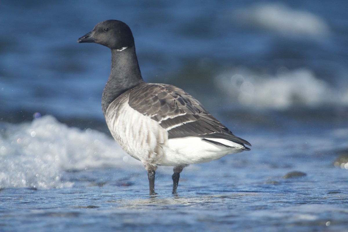 Brant (Gray-bellied) - eBird