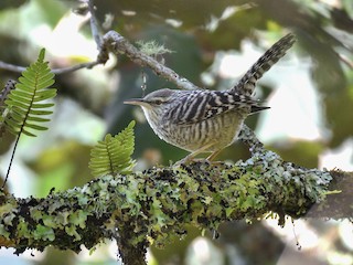 Gray-barred Wren - Campylorhynchus megalopterus - Birds of the World
