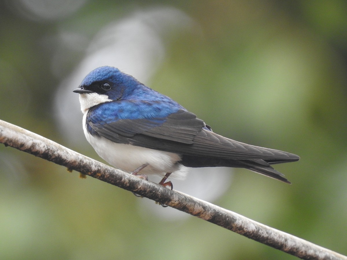 Blue-and-white Swallow - Pygochelidon cyanoleuca - Birds of the World