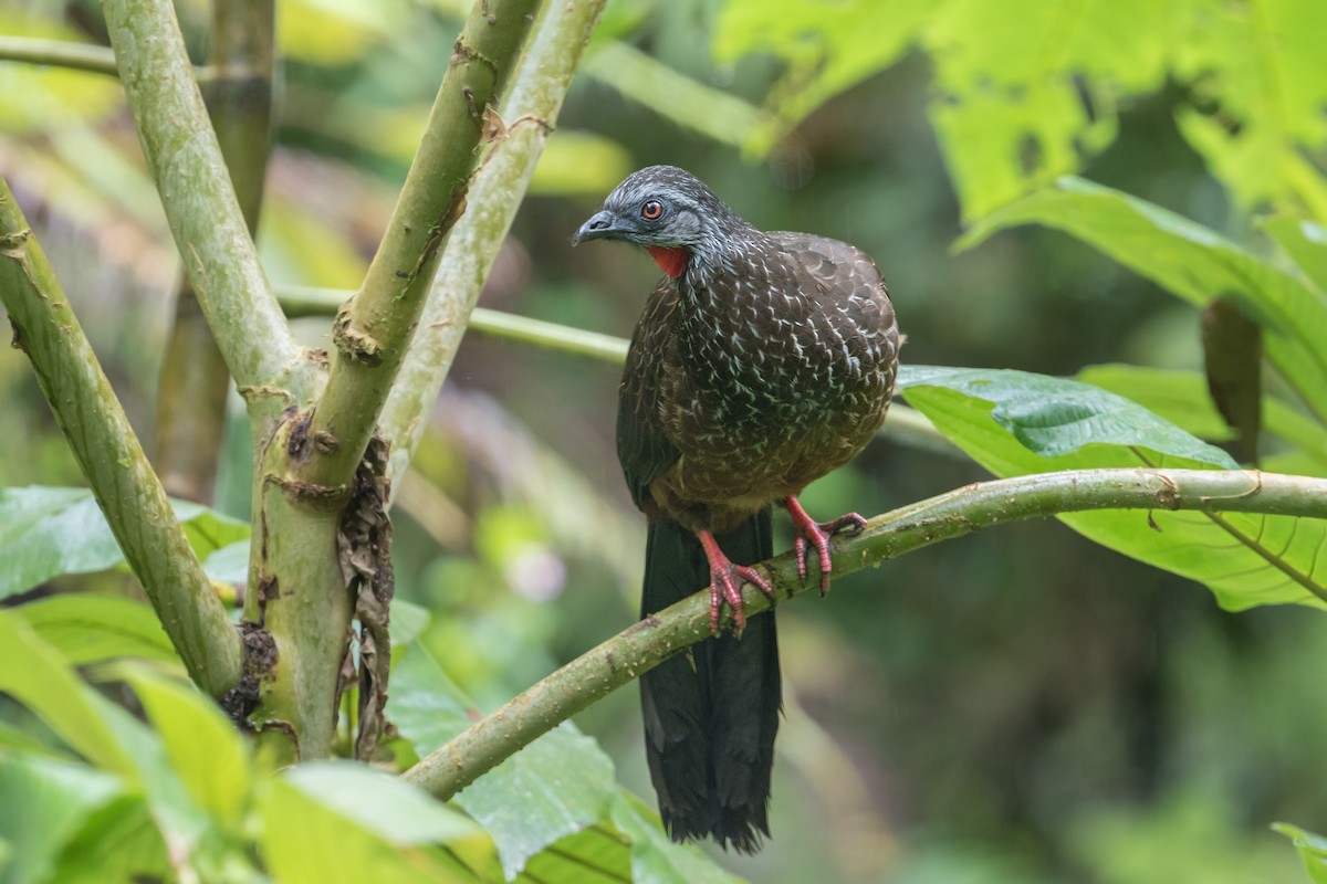 eBird Checklist - 14 Apr 2018 - Manu Road - 24 species