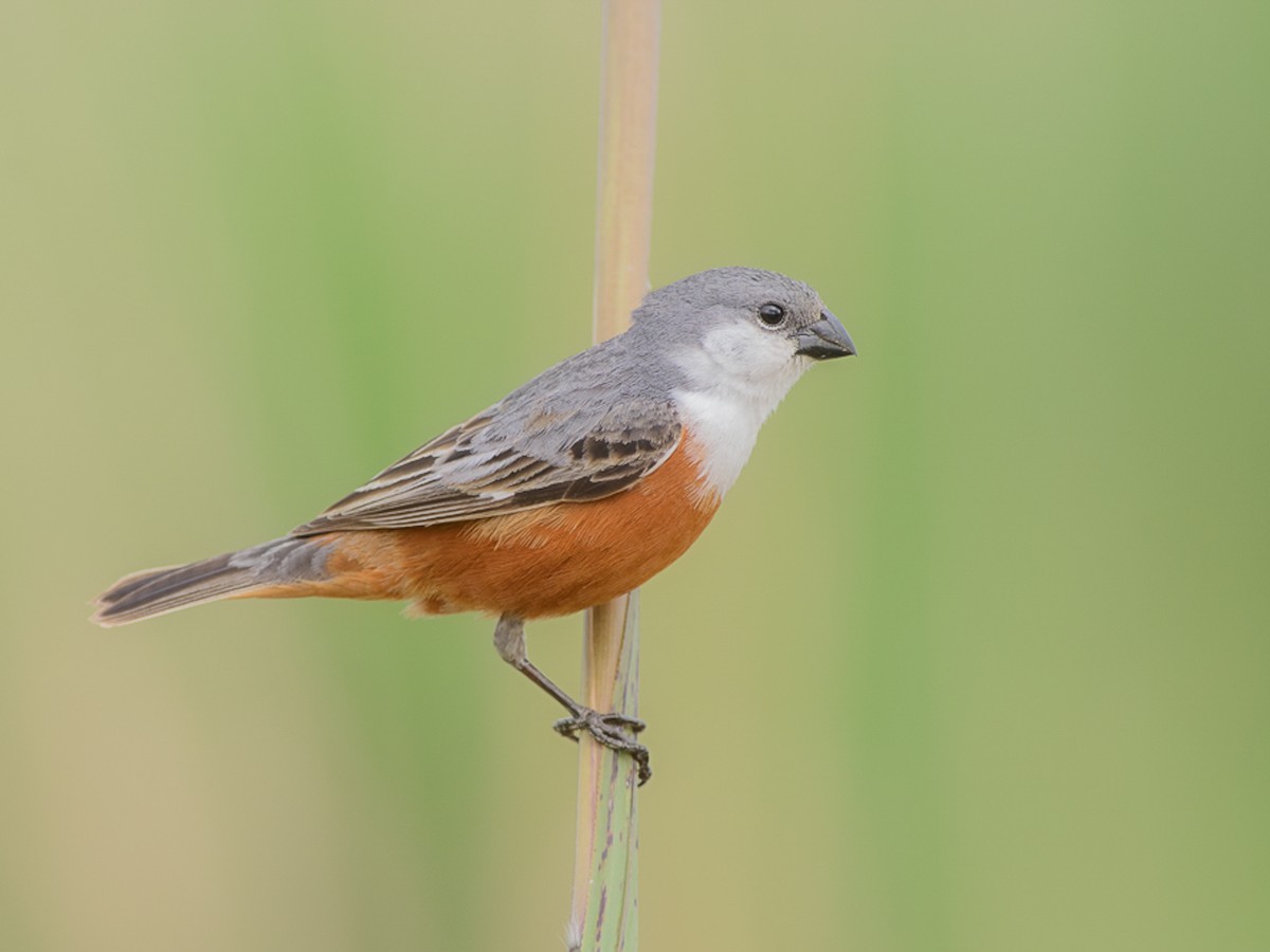 Marsh Seedeater - Sporophila palustris - Birds of the World