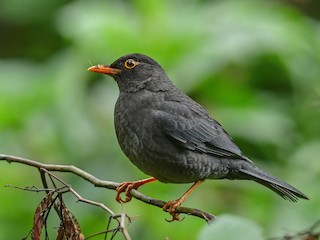 Indian Blackbird - Turdus simillimus - Birds of the World