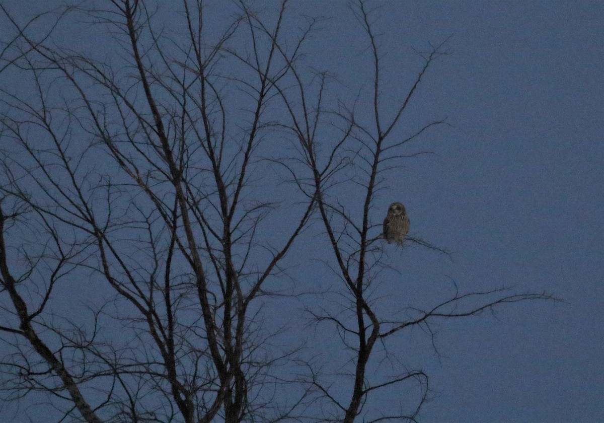 New York Breeding Bird Atlas Checklist - 14 Feb 2021 - Point Peninsula ...