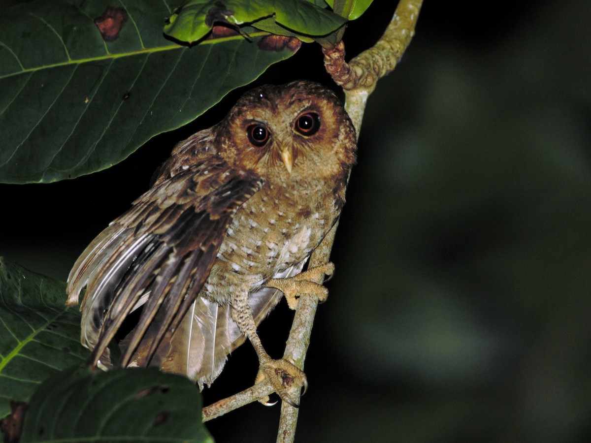 Palau Scops-Owl - Otus podarginus - Birds of the World