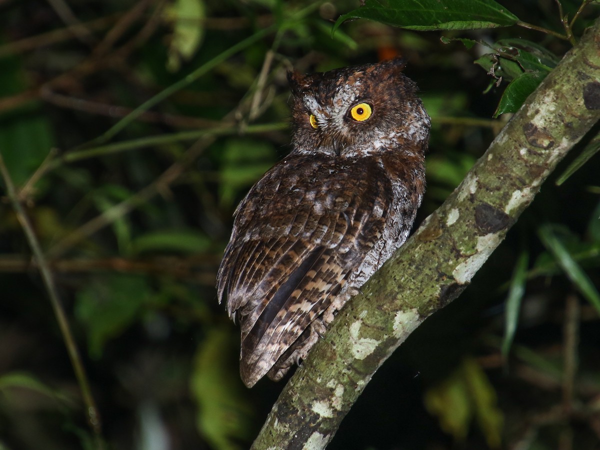 Luzon Scops-Owl - Otus longicornis - Birds of the World