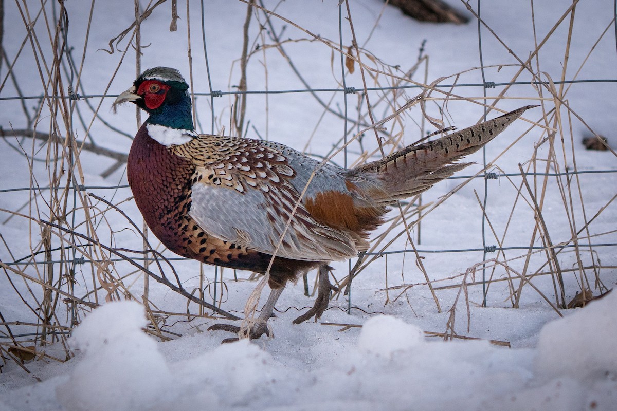 eBird Checklist - 17 Feb 2021 - 2-4 Frontage Road, East Amwell Township ...