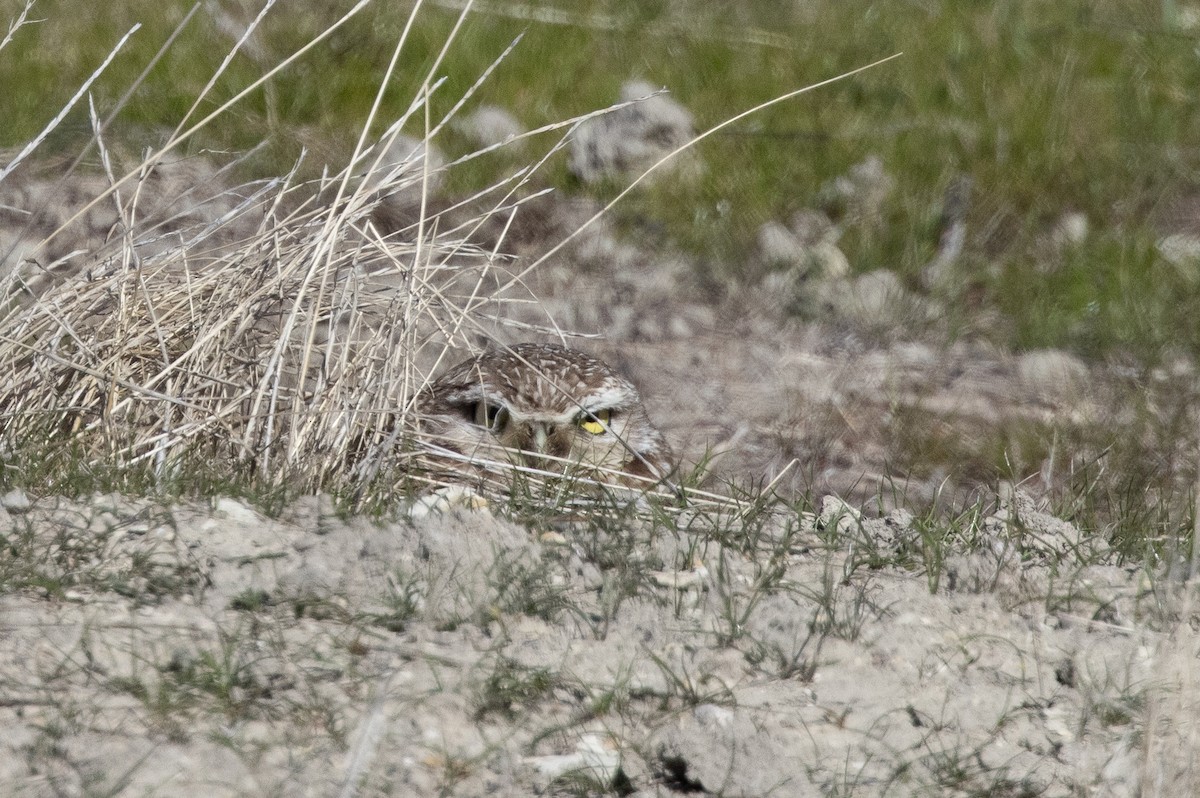 eBird Checklist - 23 Feb 2021 - Prewitt Park Burrowing Owl Habitat Preserve - 5 species (+1 ...