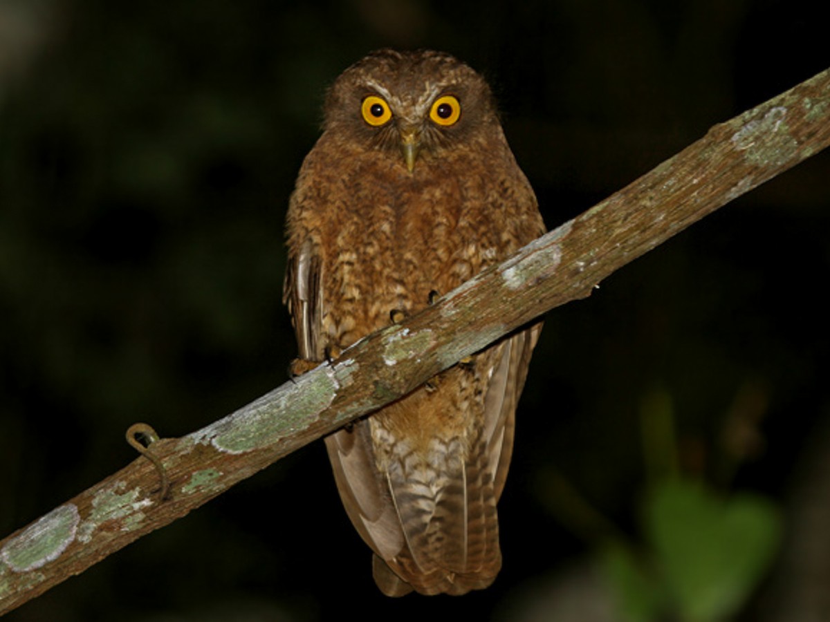 Least Boobook - Ninox sumbaensis - Birds of the World