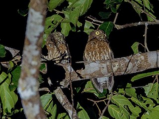 Mindanao Boobook - Ninox spilocephala - Birds of the World