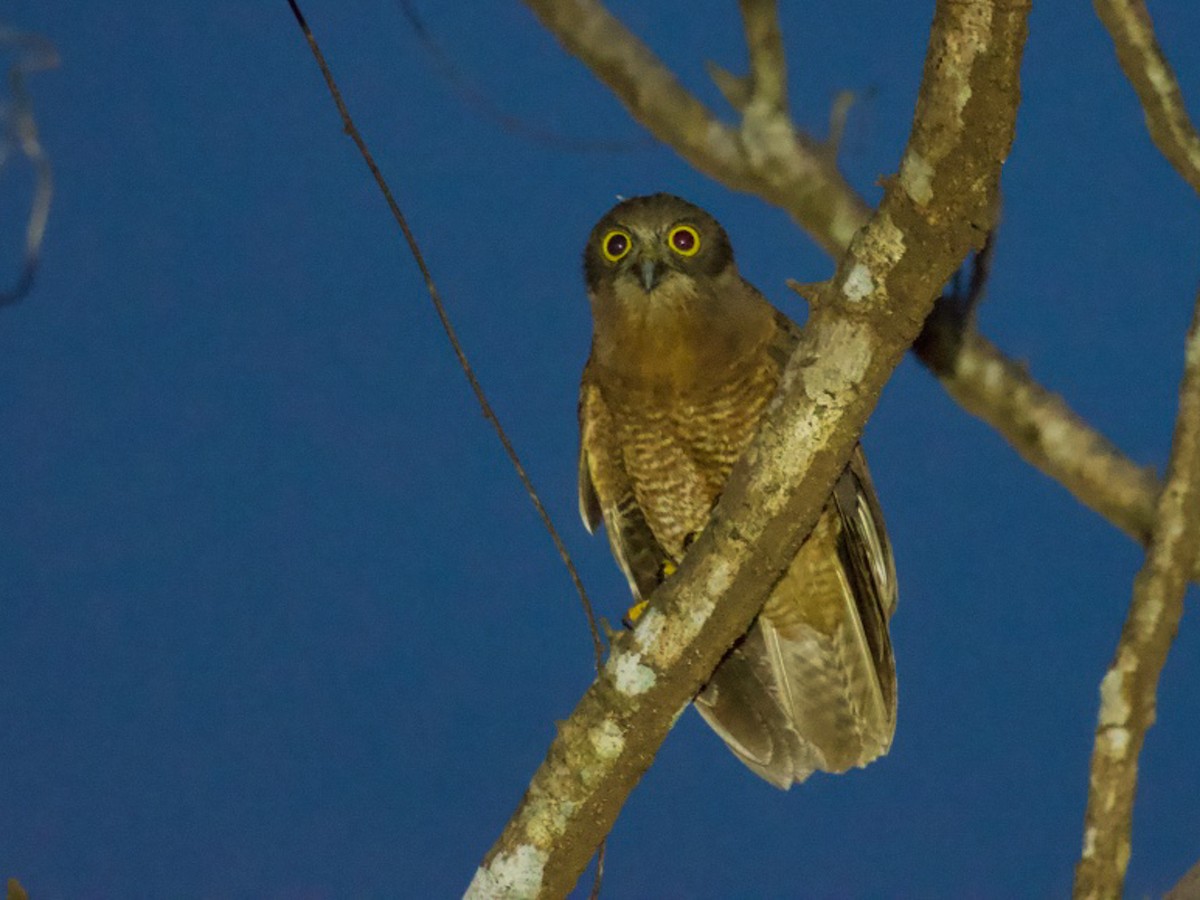 Halmahera Boobook - Ninox hypogramma - Birds of the World