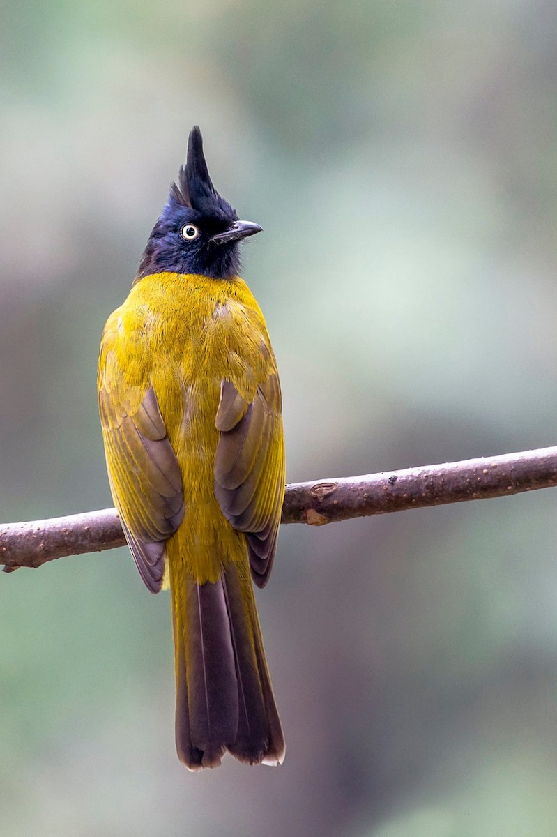 eBird Checklist - 1 Jan 2021 - Chandragiri - 1 species