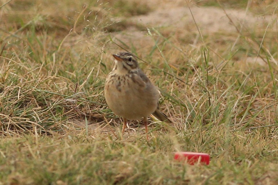 African Pipit (Yemen) - eBird